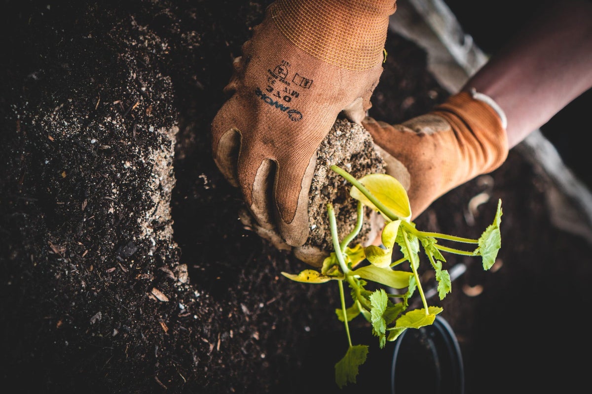 Vegan Fertilizer Options | How to Garden Without Animal Ingredients