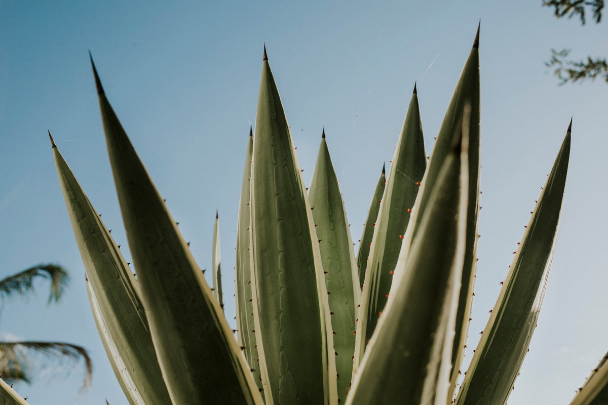 What Is Agave Syrup and What a Good Alternative Sweetener