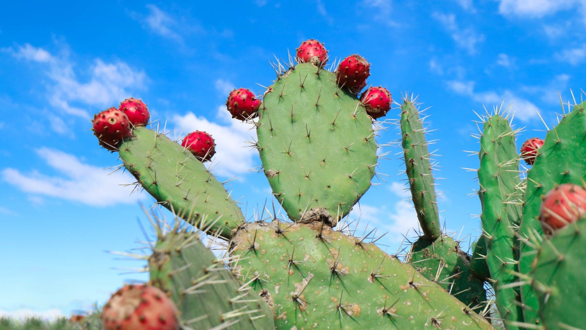 Edible Cactus Is a Supremely Sustainable Food Source